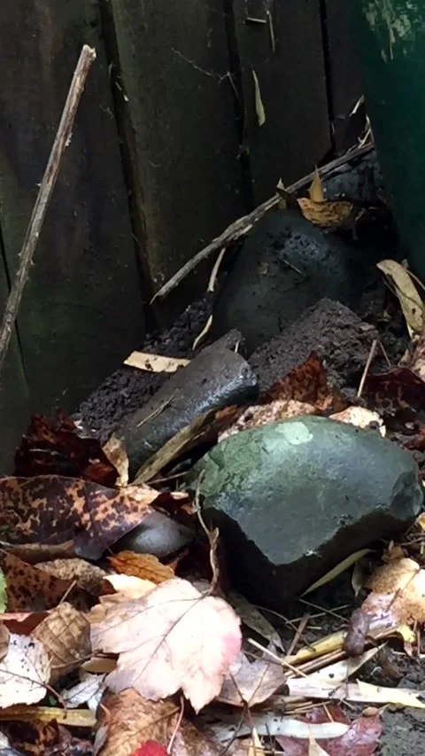 Oiur Neighbor Stock Videos – Royalty-Free HD & 4K Videos | Pond5