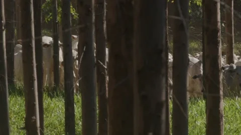 Nelore cattle herd in distance, grazing ... | Stock Video | Pond5