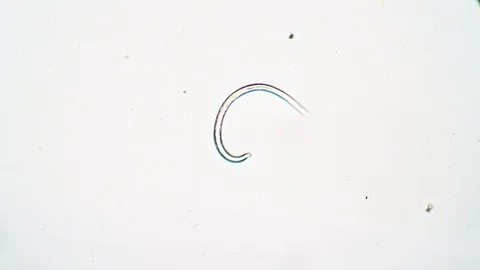 Nematode worm on a white background in c... | Stock Video | Pond5