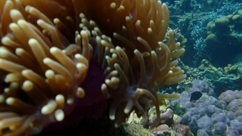 Nemo and His House | Stock Video | Pond5