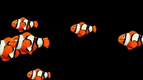 Cartoon Tropical Fish\ Stock Videos – Royalty-Free HD & 4K Videos