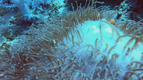 Clownfish Stock Videos – Royalty-Free HD & 4K Videos | Page 3
