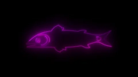 Neon glowing pink fish icon animation in... | Stock Video | Pond5
