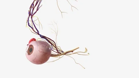 Nervous and vascular system in the eye | Stock Video | Pond5
