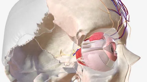 Nervous and vascular system in the eye | Stock Video | Pond5