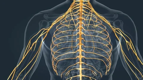 The nervous system is a complex network ... | Stock Video | Pond5