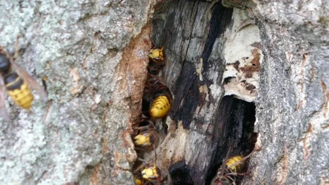 The nest of wasps in the hollow of an oa... | Stock Video | Pond5
