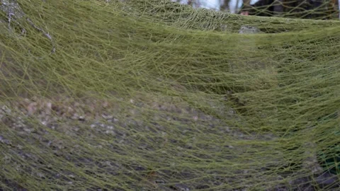 Nets for catching wild animals in the fo... | Stock Video | Pond5