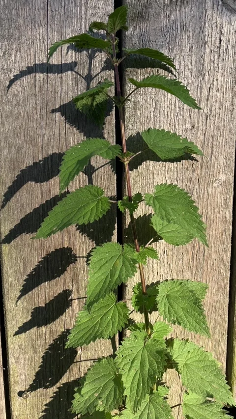 Shadow Dropping Stock Videos – Royalty-Free HD & 4K Videos | Pond5