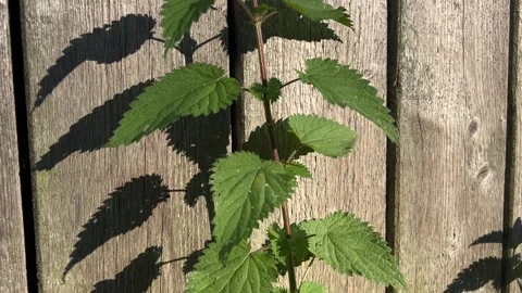 Shadow Dropping Stock Videos – Royalty-Free HD & 4K Videos | Pond5