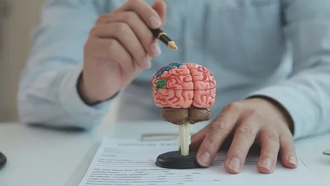 Neurologist hand pointing brain anatomy ... | Stock Video | Pond5