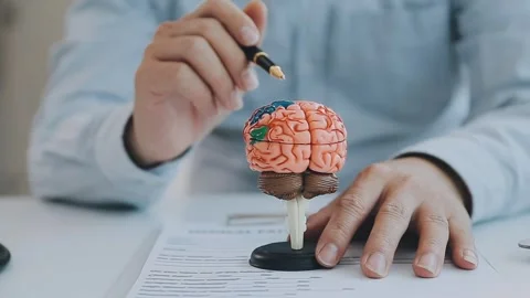 Neurologist hand pointing brain anatomy ... | Stock Video | Pond5