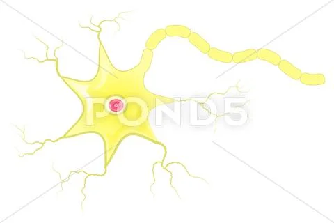 Neuron cell with axon vector illustration: Graphic #60678425