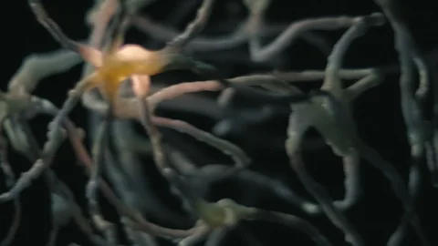 Neuron network color real cells neural s... | Stock Video | Pond5