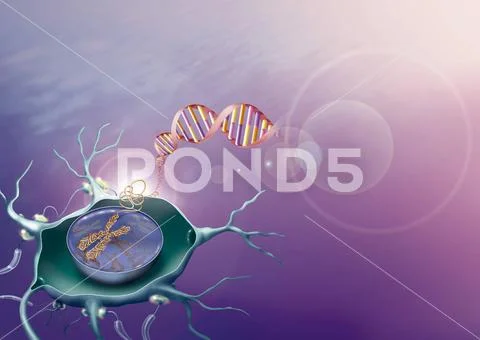 Photograph: Neuron Neuron and DNA. Illustration of a nerve cell, its ...