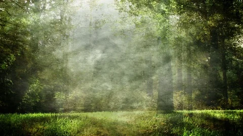 Neutral Colored Abstract Forest Backgrou... | Stock Video | Pond5