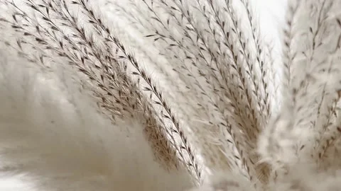 Neutral dry plants in vase, home decor a... | Stock Video | Pond5