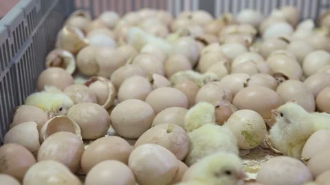 Hatchery Eggs Stock Video Footage | Royalty Free Hatchery Eggs Videos ...