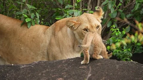 new born cute baby lion cub playing with... | Stock Video | Pond5