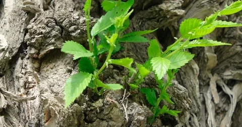 New hope concept. Young sprouts of elm t... | Stock Video | Pond5