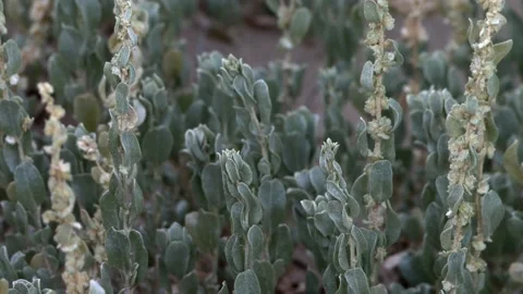 New Mexico Saltbush (Atriplex obovata), ... | Stock Video | Pond5