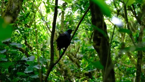 Singing Compitions Stock Videos – Royalty-Free HD & 4K Videos