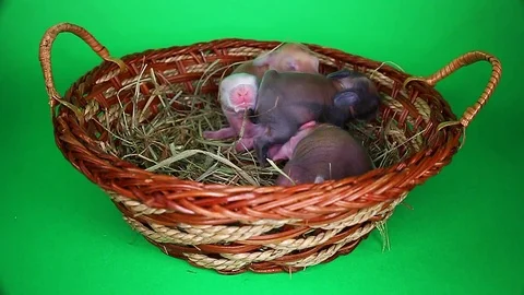 Newborn animal pet rabbit kits New born ... | Stock Video | Pond5