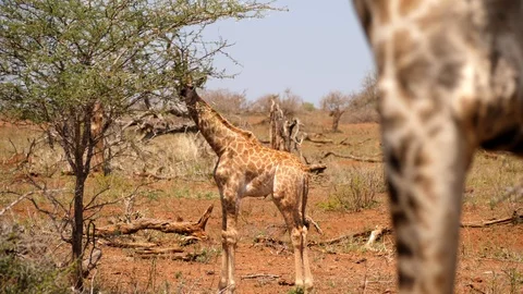 Newborn baby giraffe look to camera as h... | Stock Video | Pond5