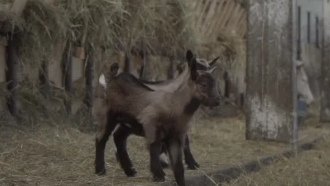 Newborn Baby goats frolic and play with ... | Stock Video | Pond5