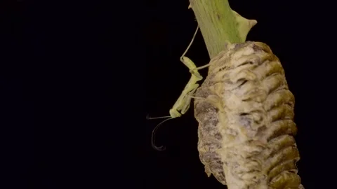 Newborn baby praying mantis sits on egg ... | Stock Video | Pond5