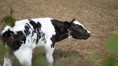 Cow Moo Stock Footage ~ Royalty Free Stock Videos | Pond5