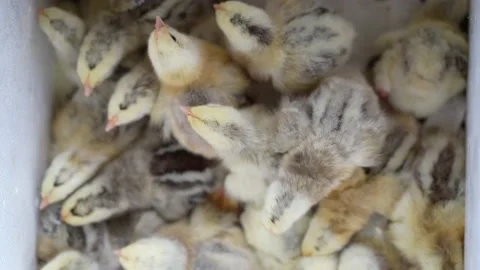 Knocked Up Stock Videos – Royalty-Free HD & 4K Videos | Pond5