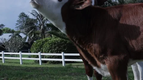 Newborn Hereford calf mooing in the sunl... | Stock Video | Pond5