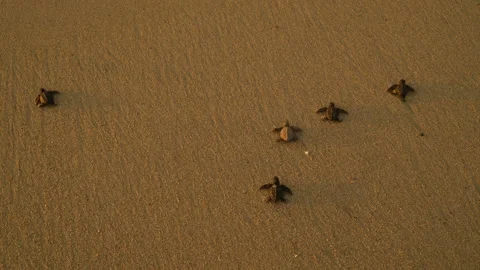 Newborn sea turtles run on the beach to ... | Stock Video | Pond5