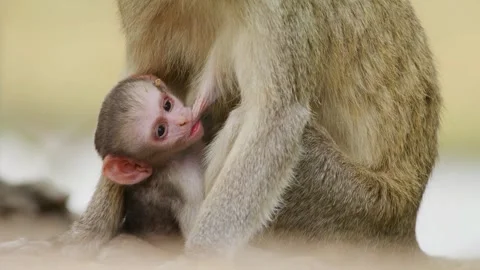 A Newborn vervet monkey (Chlorocebus pyg... | Stock Video | Pond5