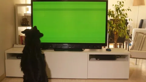 A nice black dog watching a green screen... | Stock Video | Pond5