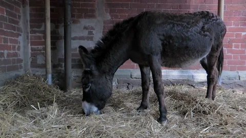 Donkey Fole Stock Videos – Royalty-Free HD & 4K Videos