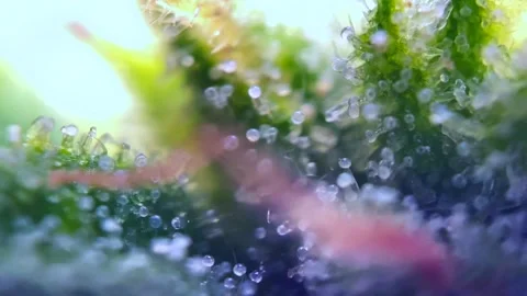 Nice Drug Cannabis marijuana under micro... | Stock Video | Pond5