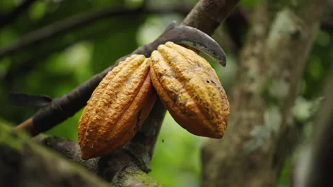 Nice Shot From Stock Videos – Royalty-Free HD & 4K Videos