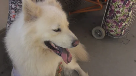 Hot Dog Train Stock Videos – Royalty-Free HD & 4K Videos | Pond5