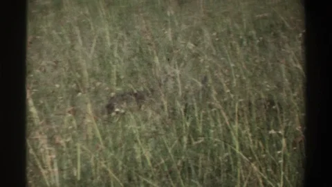 NIGERIA-1969: Blue Neck Turkeys Spotted ... | Stock Video | Pond5