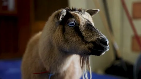 Nigerian Dwarf Goat with Blue Eyes and G... | Stock Video | Pond5