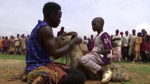 Nigeria's hyena men put maligned animals... | Stock Video | Pond5