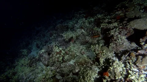 Night coral reef | Stock Video | Pond5