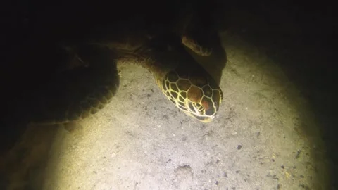 Risky Flash Sea Stock Videos – Royalty-Free HD & 4K Videos