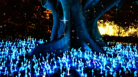 Night forest swamp with magical firefly ... | Stock Video | Pond5