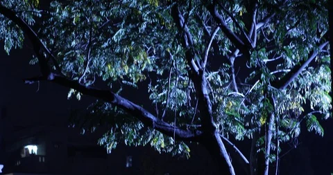 Night Horror effect shot of tree | Stock Video | Pond5