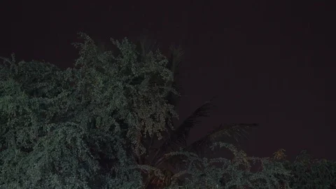 Wind Trees Night Stock Footage ~ Royalty Free Stock Videos | Pond5