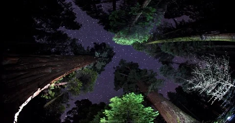 Sequoia Tree Silhouette Stock Footage ~ Royalty Free Stock Videos | Pond5