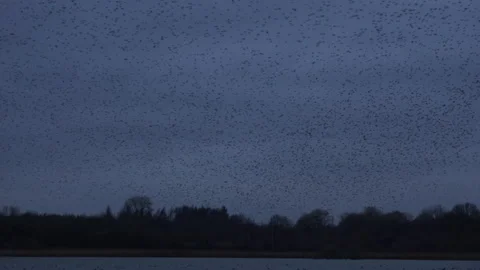 Night sky and flock of birds flying in t... | Stock Video | Pond5